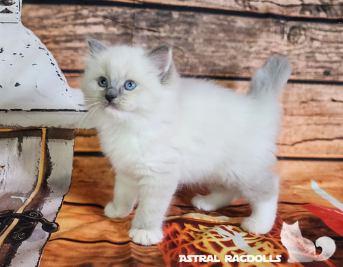 Laura- Blue Point Mitted Tortie Ragdoll Girl | Astralragdolls