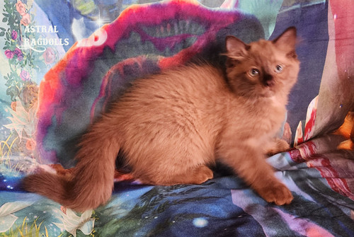 Aris, Seal Sepia Cherubim Ragdoll | Astralragdolls