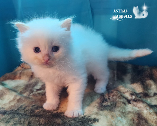 Clide, Red or Cream point Mitted Ragdoll Boy | Astralragdolls