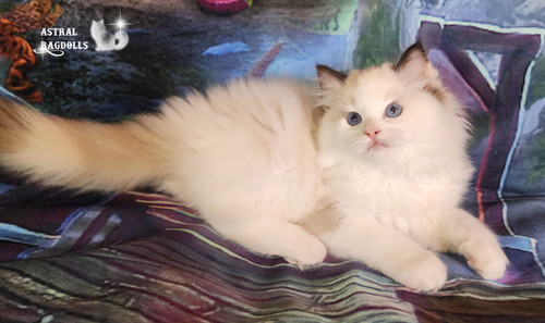 Olesia, Seal Tortie Point Bicolor Ragdoll Girl | Astralragdolls