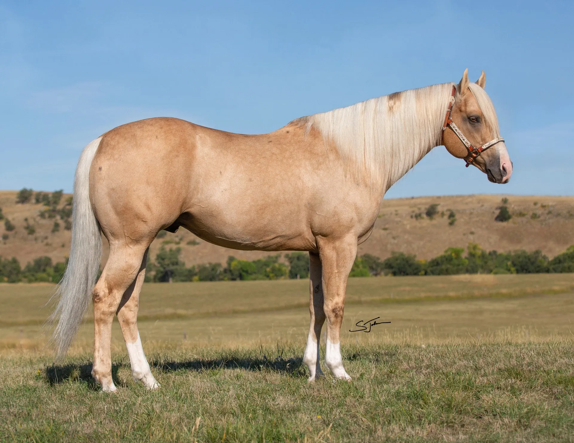 Stallions