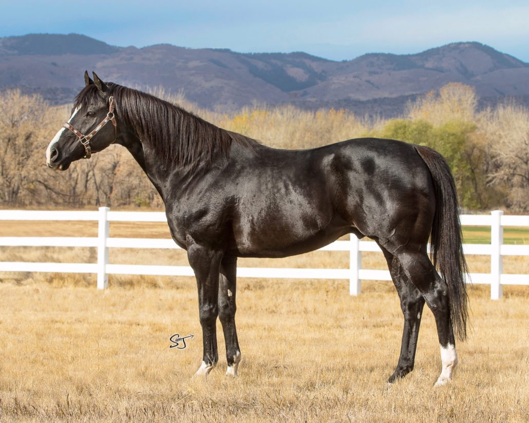 Darkelly | Cornhusker