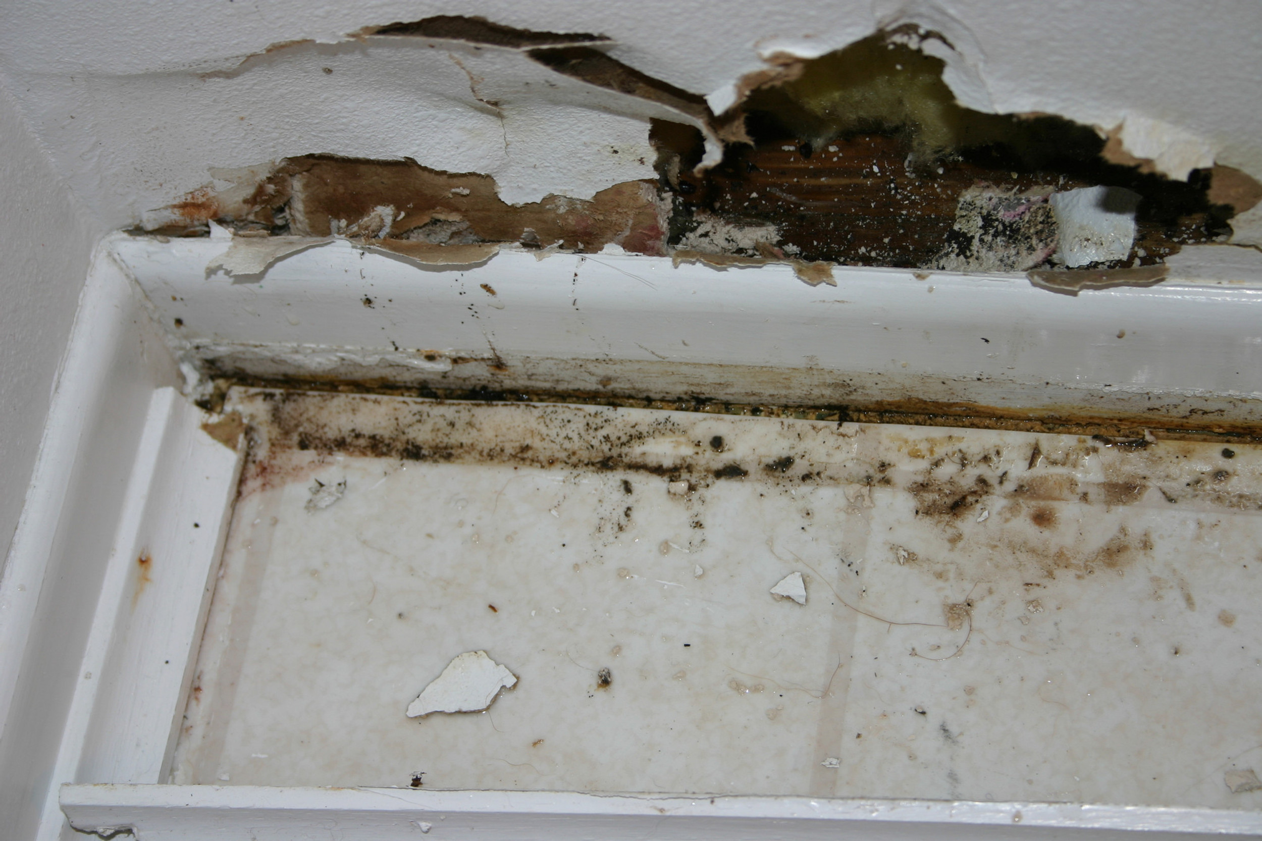 Dry and Wet Rot | David Wood Damp & Timber Treatments