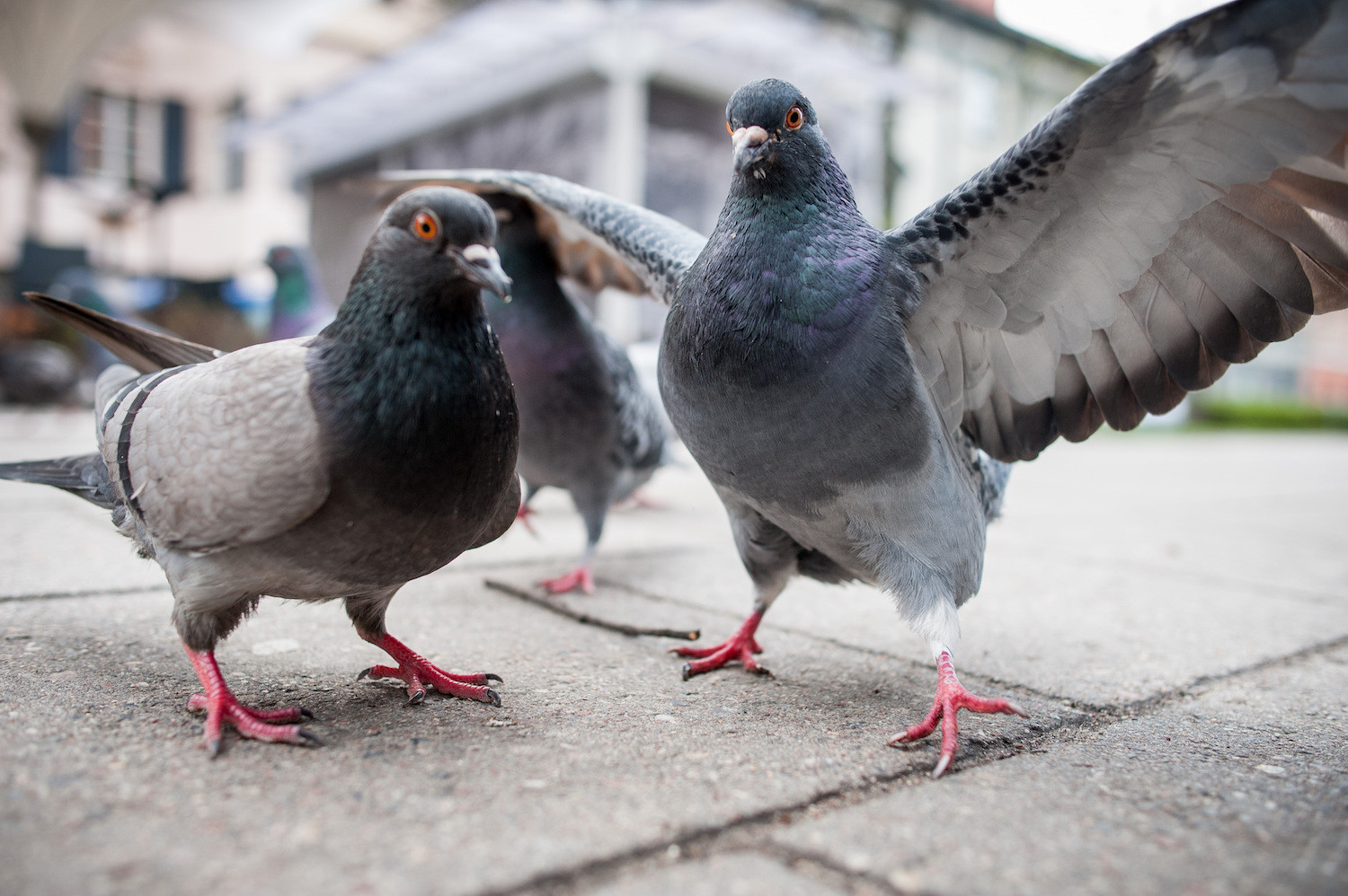 Pigeons | M.E.S