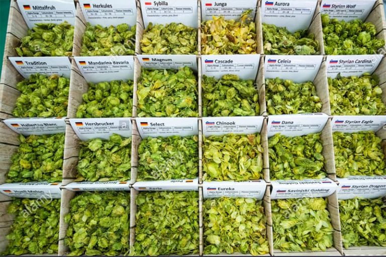 The Science of Hop Utilization in Large-Scale Brewing