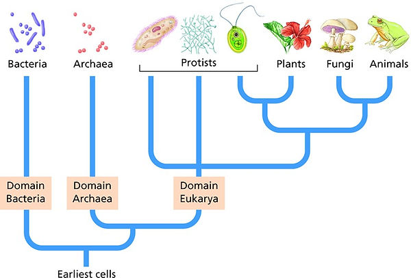 SC.912.L.15.6 Classification | biology