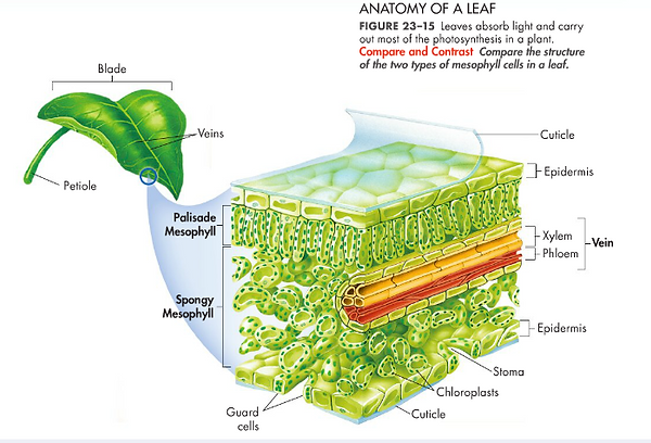 SC.912.L.14.7 Plant Structure | biology