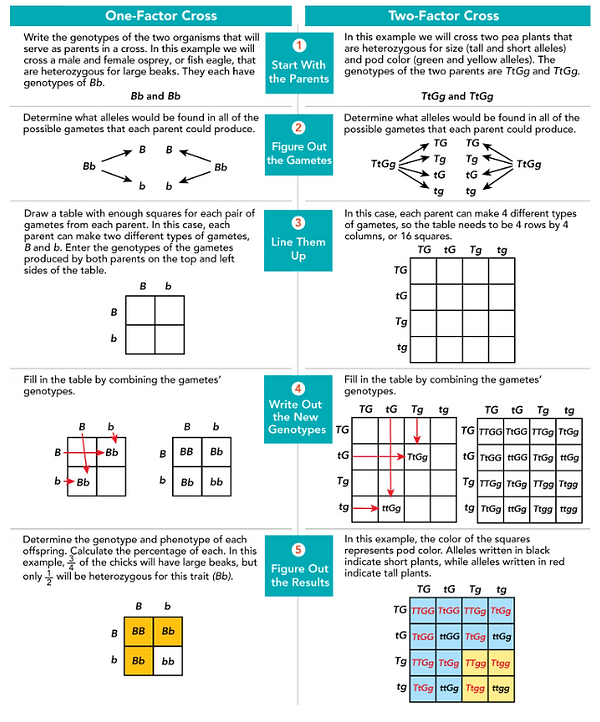 SC.912.L.16.1 Genetics | biology