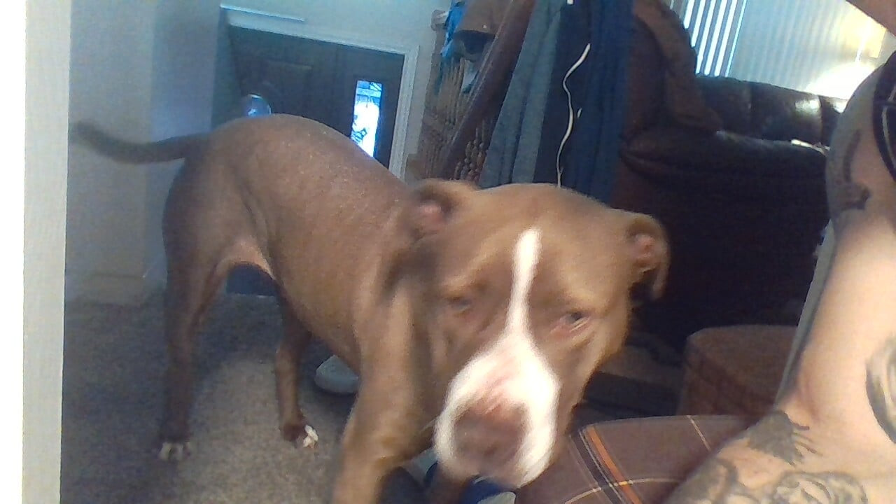 Pet Profile - Baby | Ruff Haven