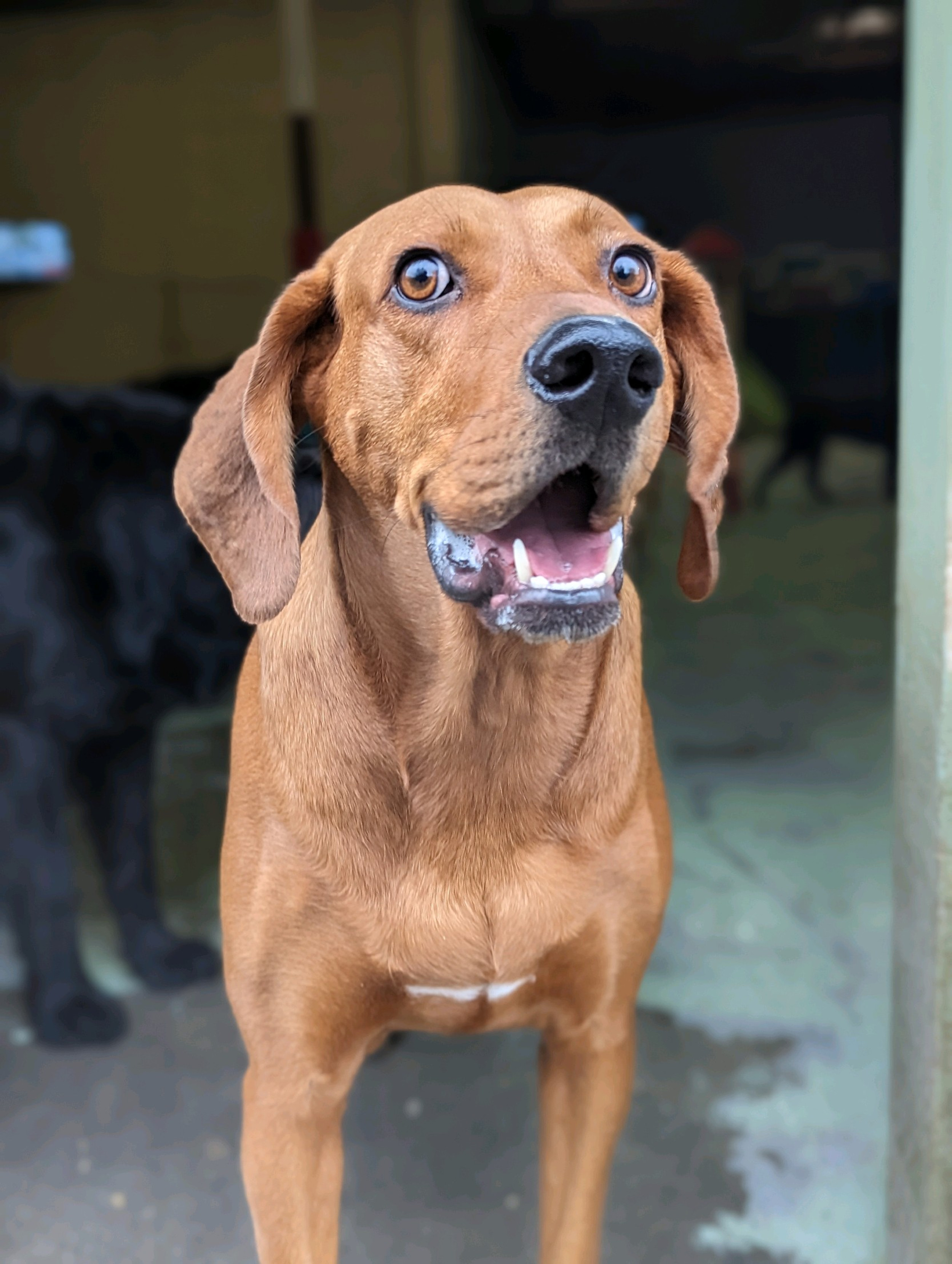 Pet Profile - Bella | Ruff Haven