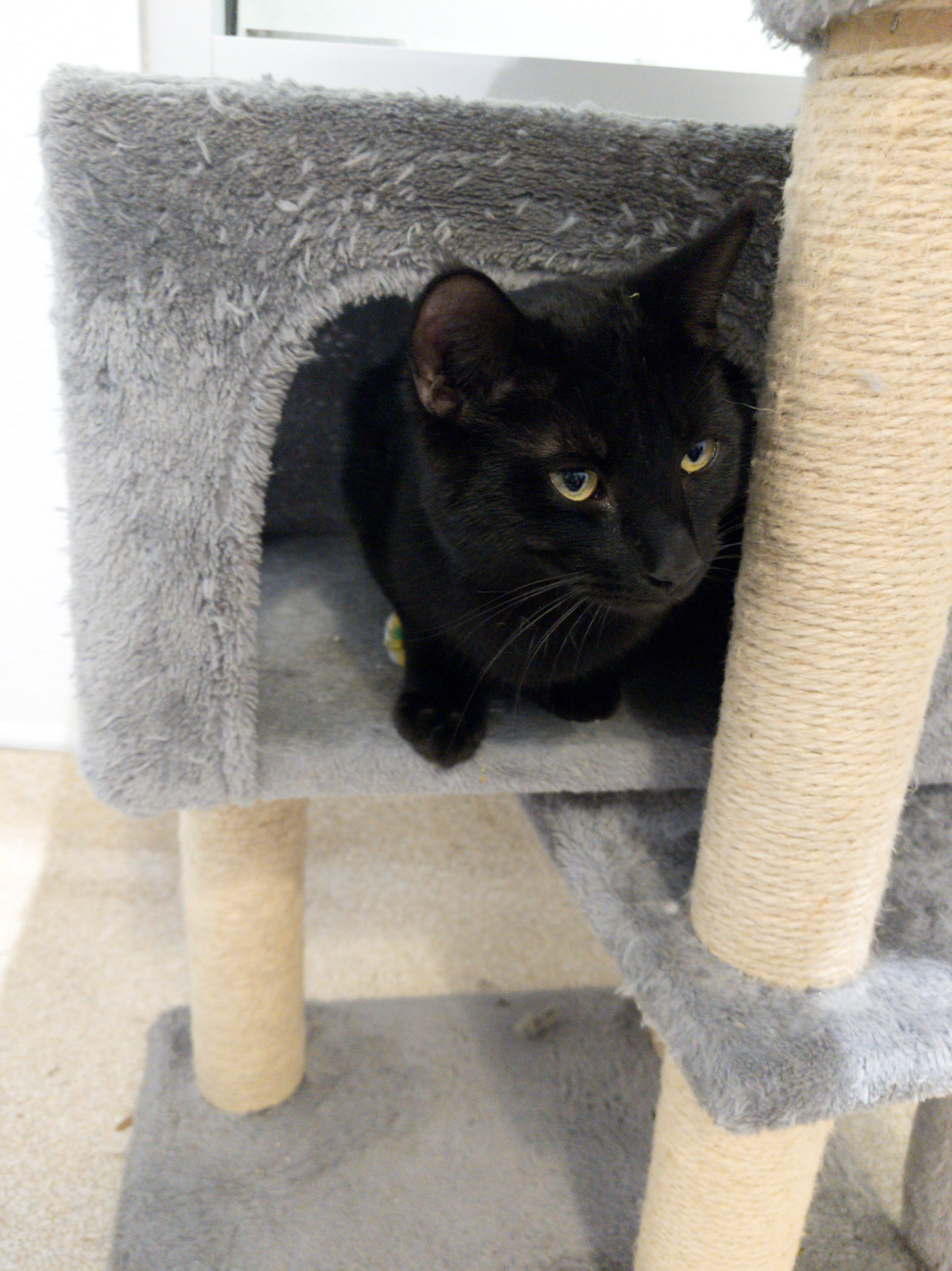 Pet Profile - Pluto | Ruff Haven