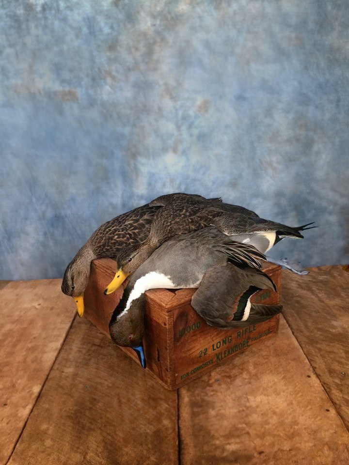 Duck Mount | 2 Cool Fishing Forum