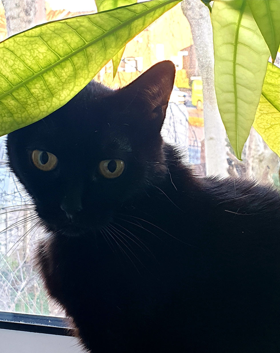 Animals | Hilary Roche