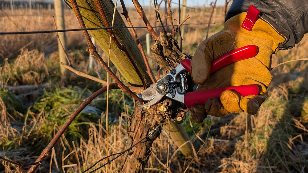 Why Pruning Matters