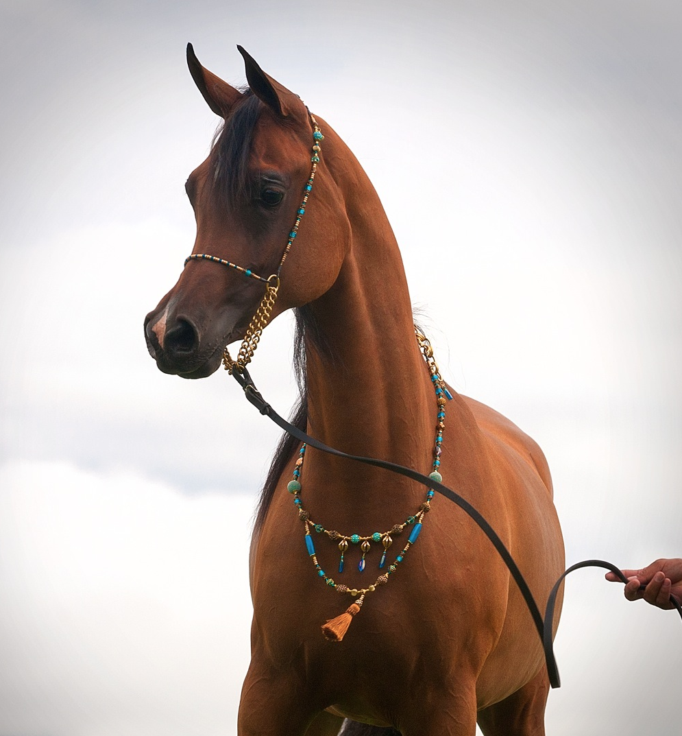 Kuhaylan Bint Rissala Reference Page | kehilanarabians