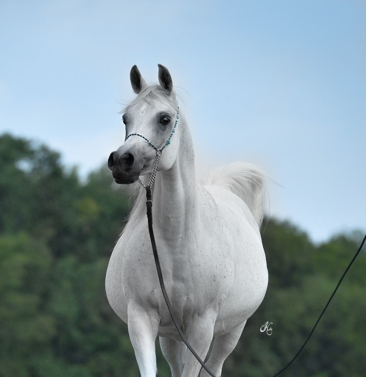 Kuhaylan Bint Rissala Reference Page | kehilanarabians