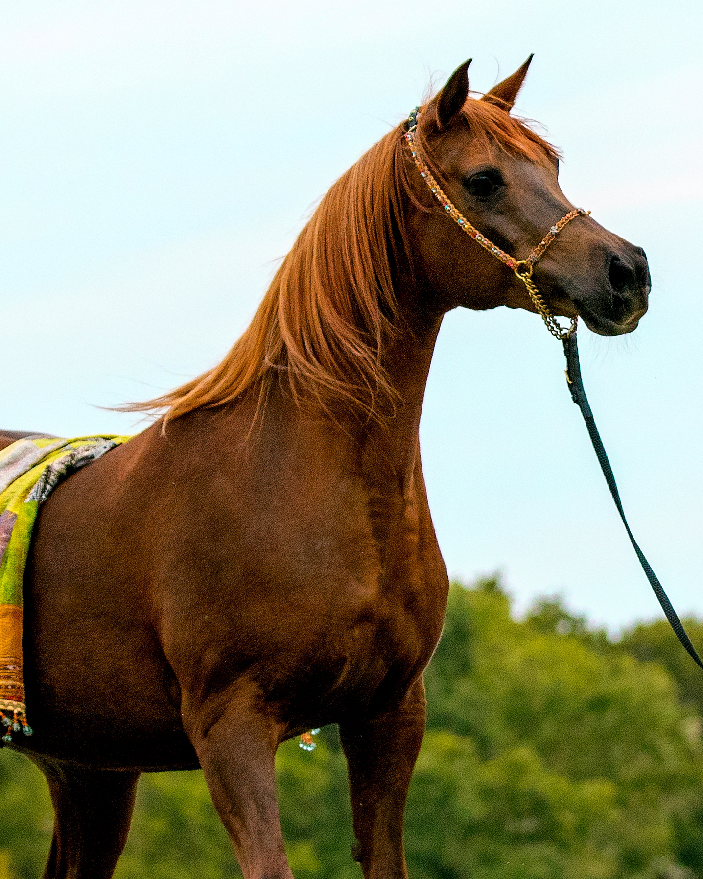 Kuhaylan | kehilanarabians