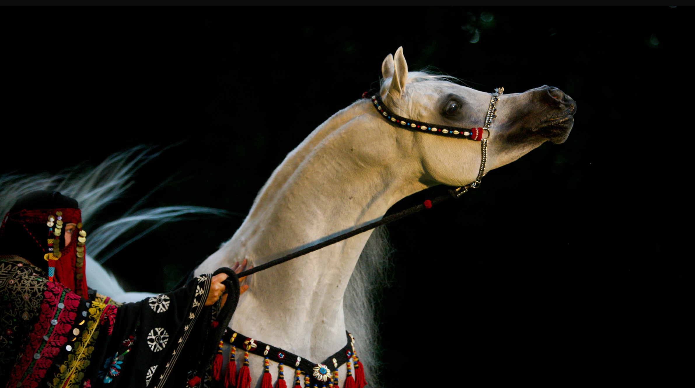 KEHILAN | kehilanarabians