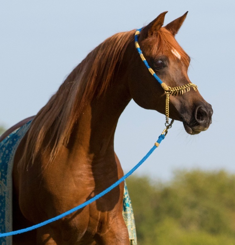 Kuhaylan Bint Rissala Reference Page | kehilanarabians