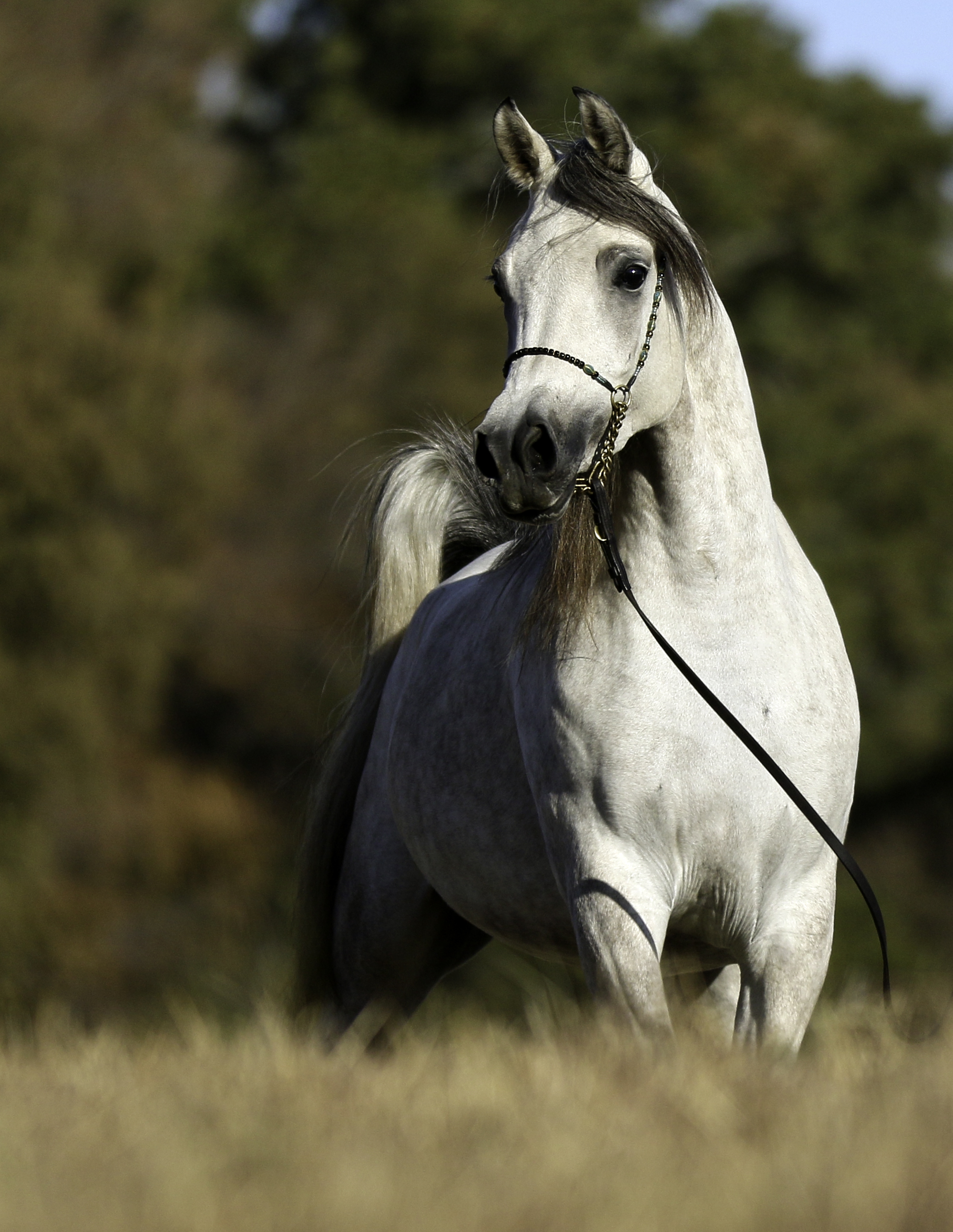 Kuhaylan Bint Rissala Reference Page | kehilanarabians