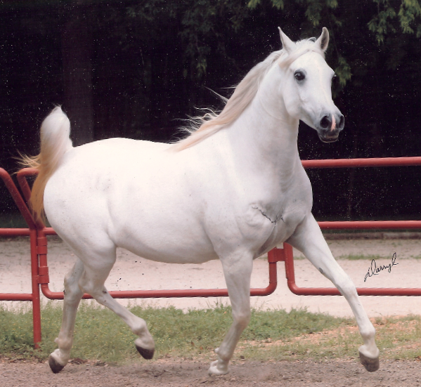 Kuhaylan Bint Rissala Reference Page | kehilanarabians