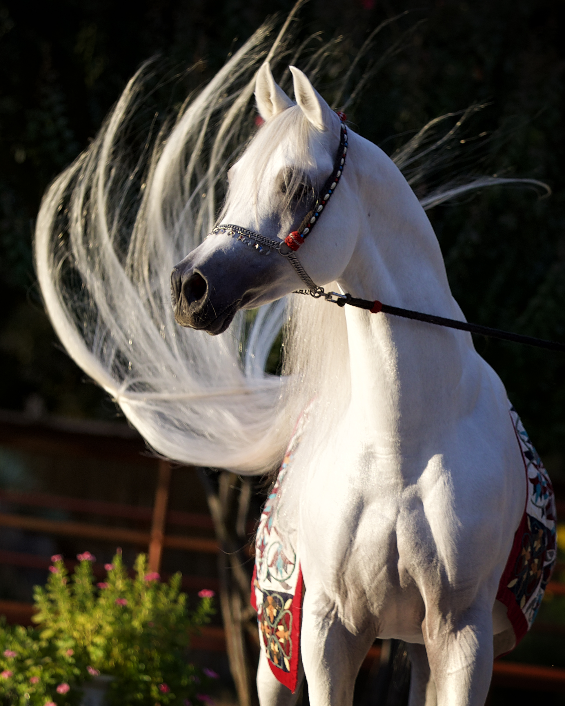 Kuhaylan | kehilanarabians