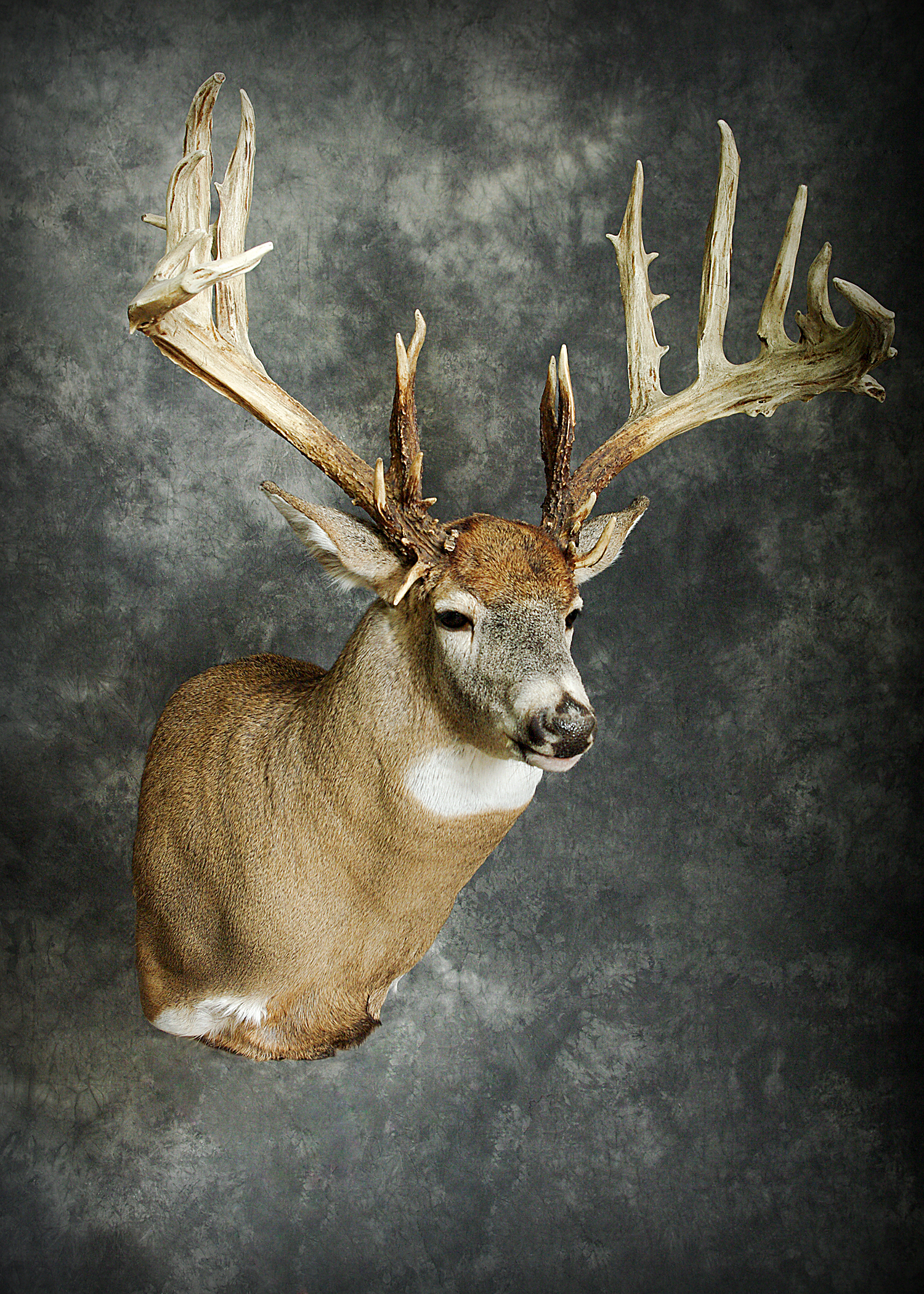 WHITETAIL DEER