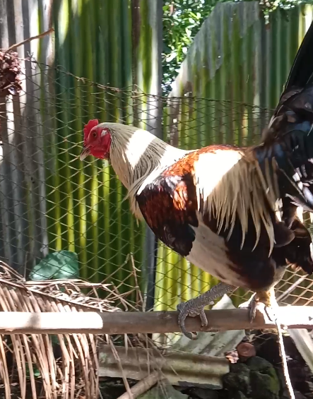 Winged Warriors: The Hatch Grey Bloodline and Its Dominant Fighting Style