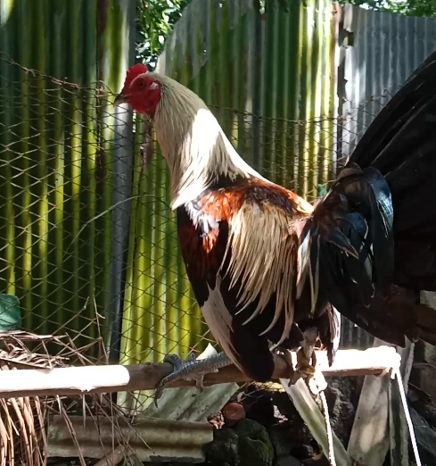 Winged Warriors: The Hatch Grey Bloodline and Its Dominant Fighting Style