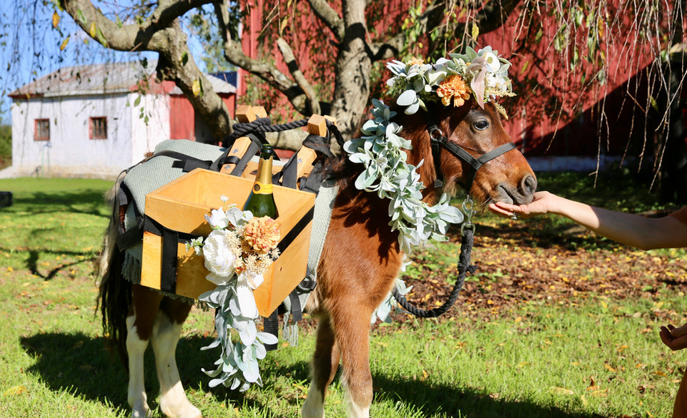Beer Burro/Mini Pony| Loudoun County | Tip Top Tap Truck & Mobile Bars