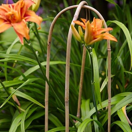 Unleash the Potential of Your Garden with U-Hoop Trellises: A Game ...