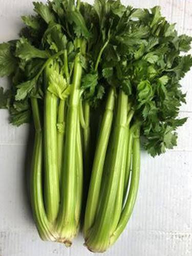 CELERY BUNCH | Midway Fruit & Veg