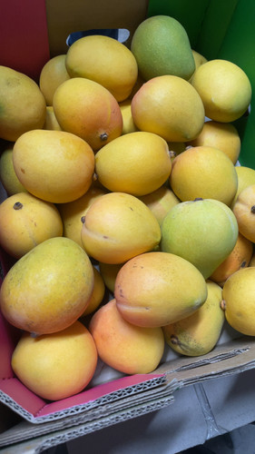 KP MANGO EACH LARGE | Midway Fruit & Veg