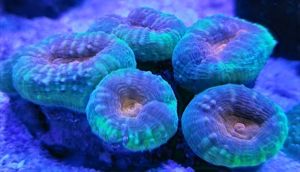 How do I Feed My Corals? Ensuring Your Corals Get All Their Nutrients.