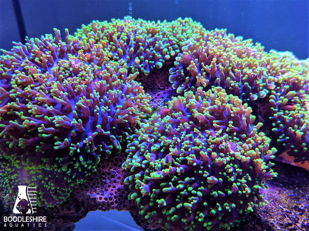 Coral Profile: Rhodactis Mushrooms