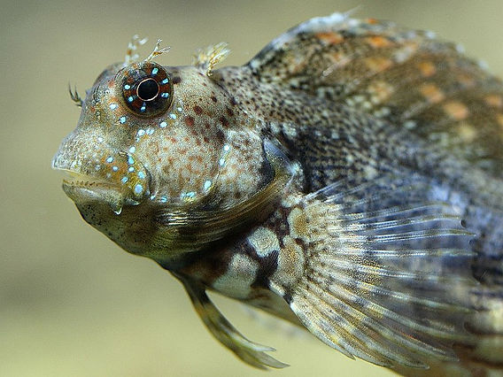 algae blenny diet