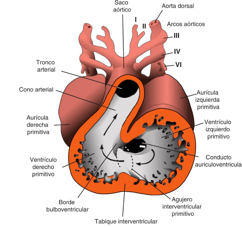 Sistema Cardiovascular