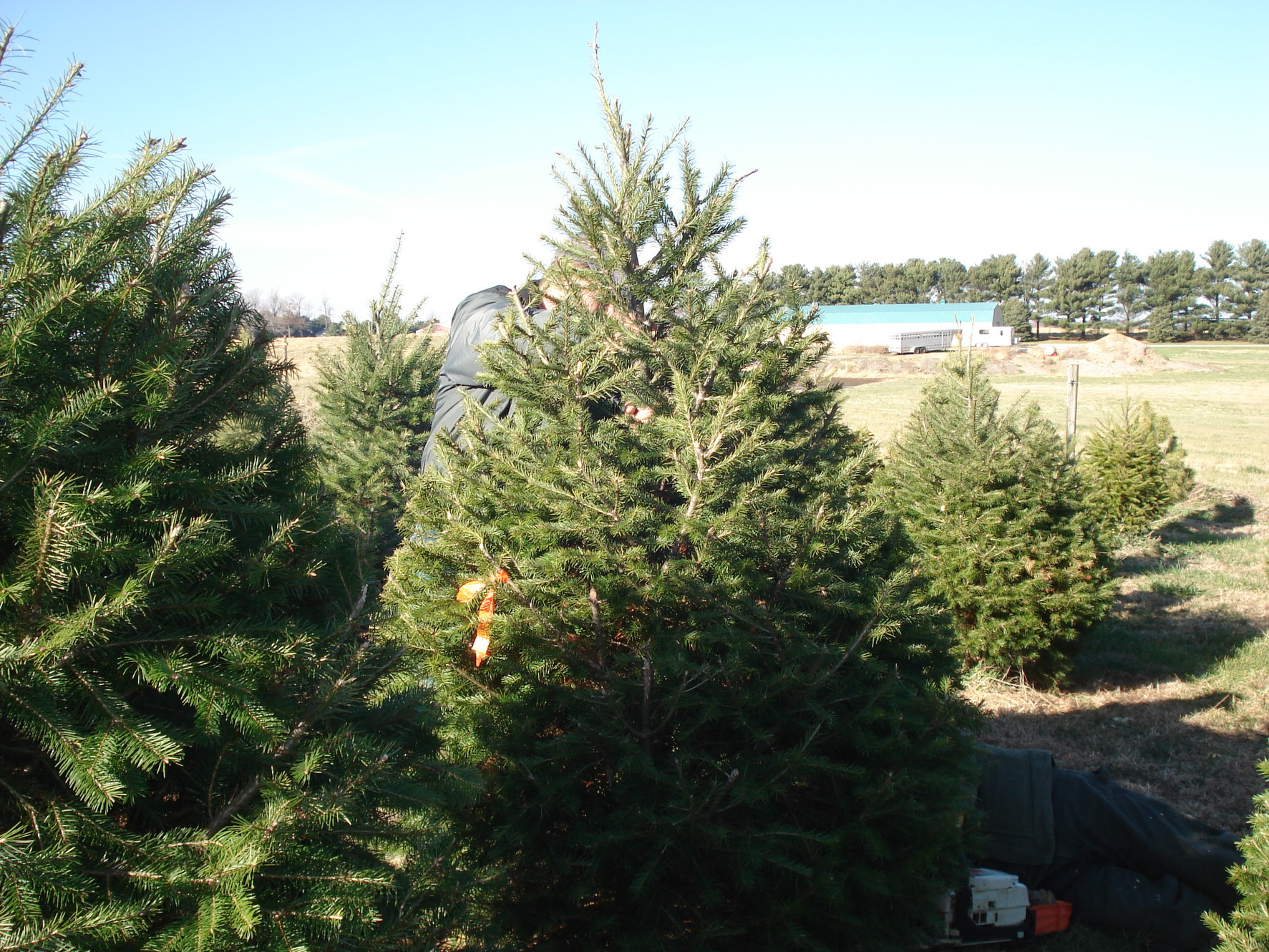 Cassens' Christmas Trees and Crafts, Springfield, IL