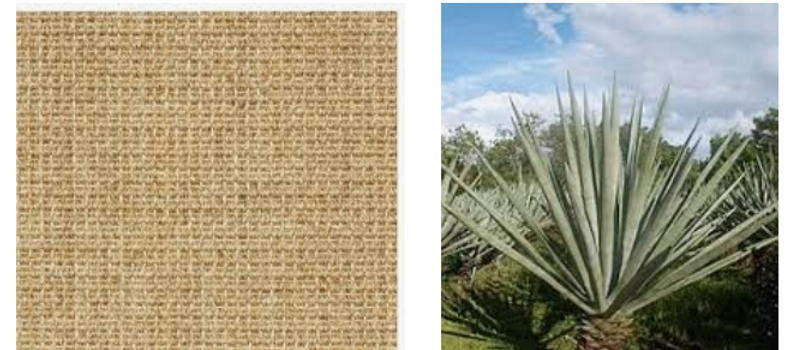 What is Sisal Carpet?