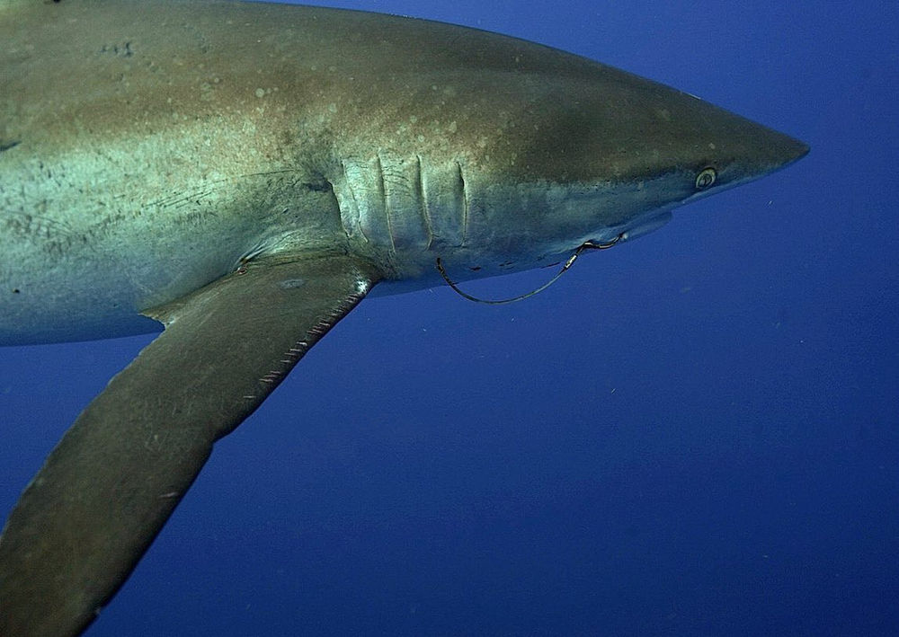 Shark Week: Introducing Kids to the Incredible World of Sharks!