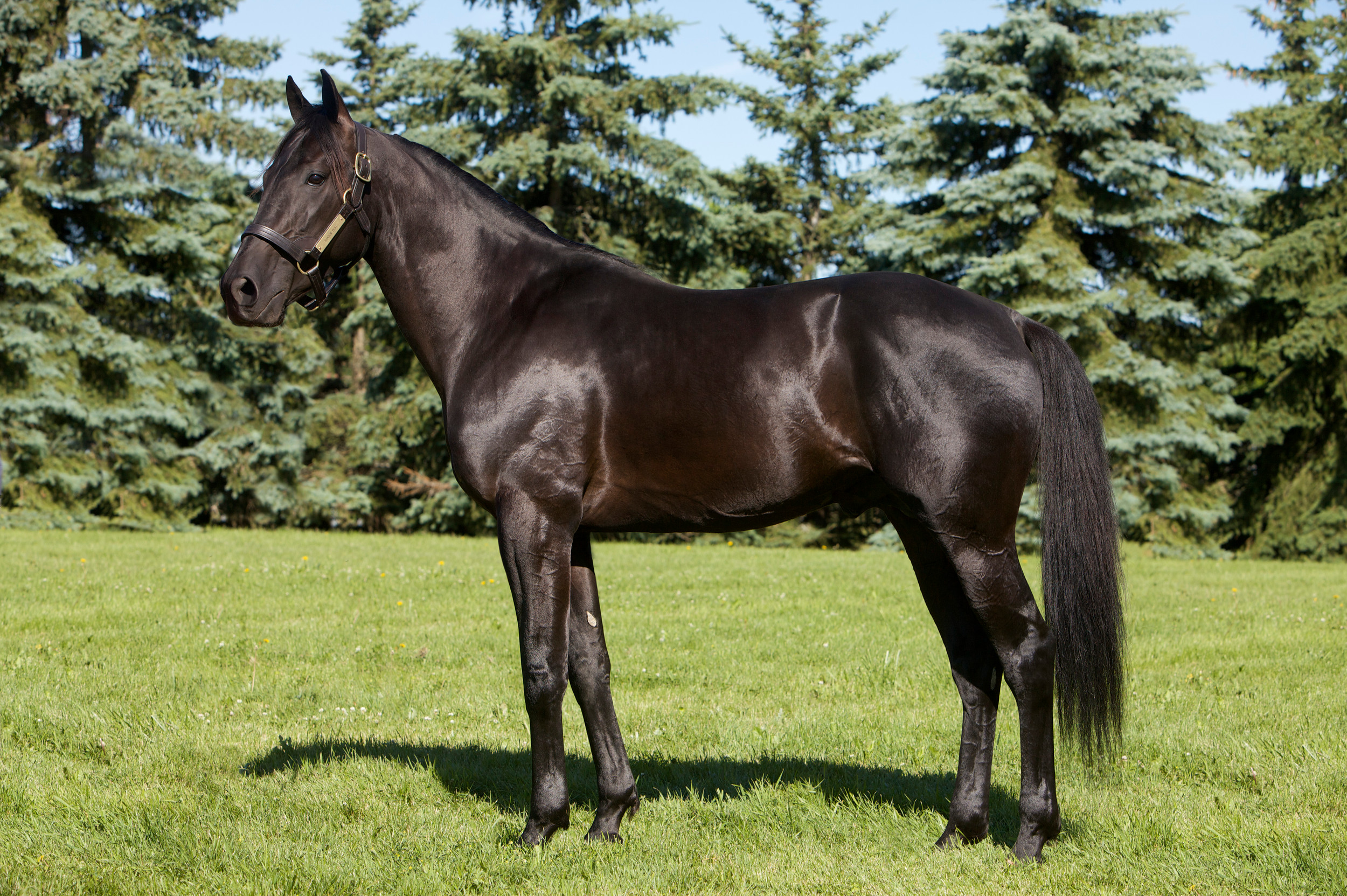 Shadow Play | Blue Chip Farms