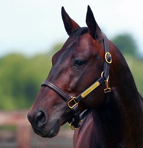Stallions | Blue Chip Farms