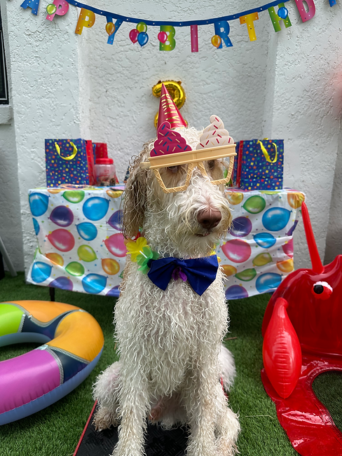 Happy Pups Playhouse Birthdays