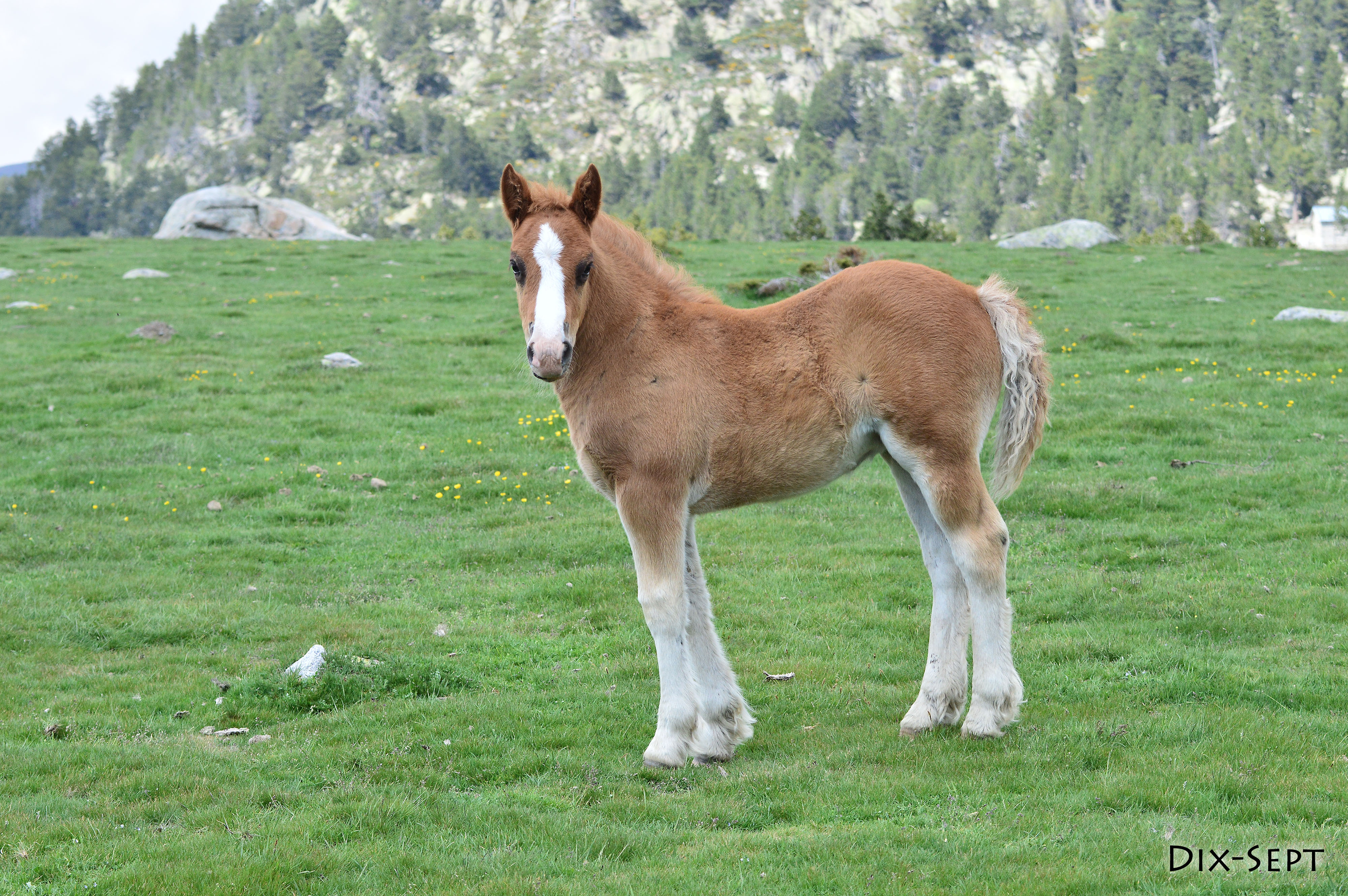 Gène Extension (Noir & Alezan) | Robe et génétique des chevaux