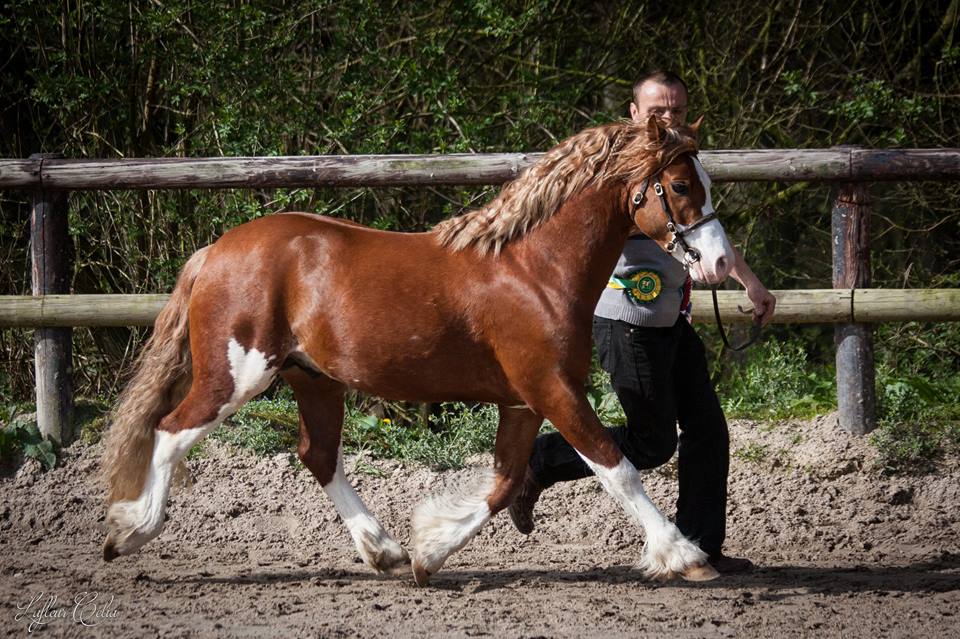 Gène Extension (Noir & Alezan) | Robe et génétique des chevaux