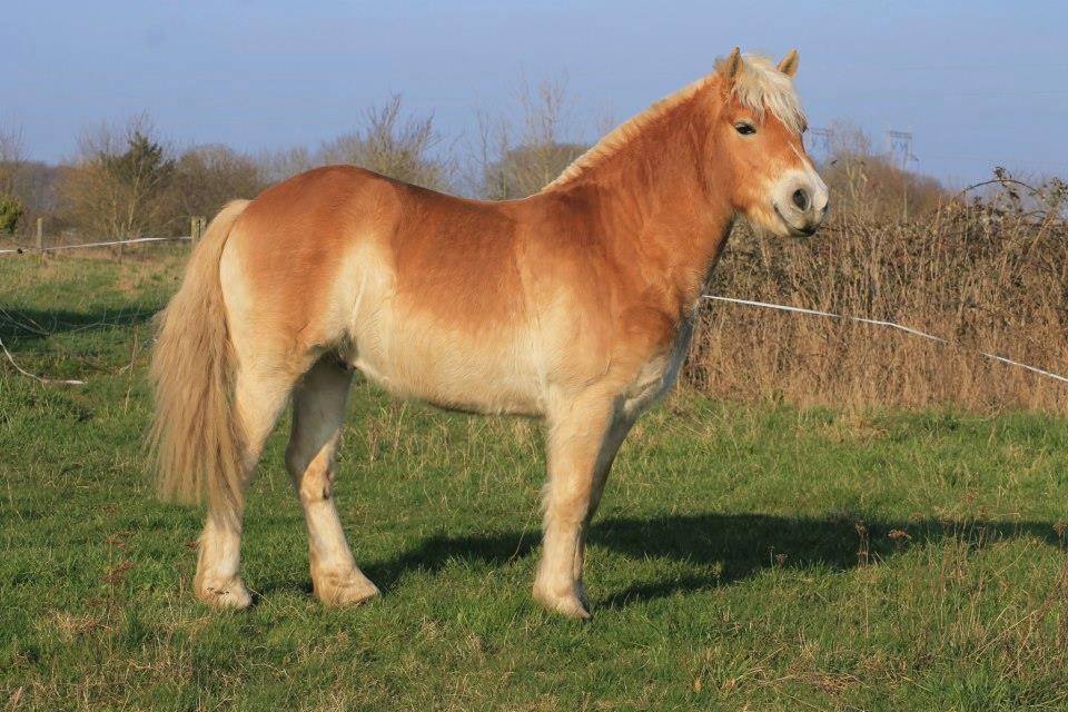 Le Pangaré | Robe et génétique des chevaux