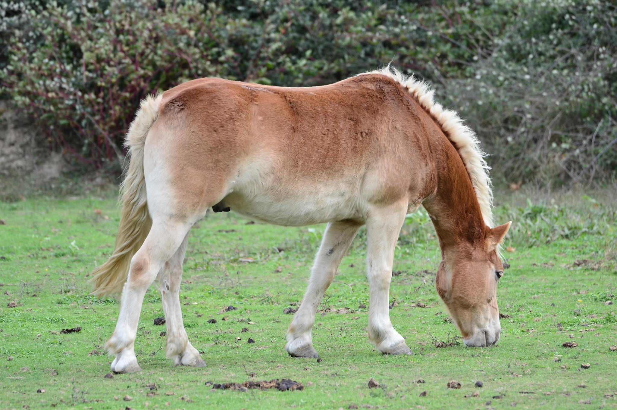 Le Pangaré | Robe et génétique des chevaux