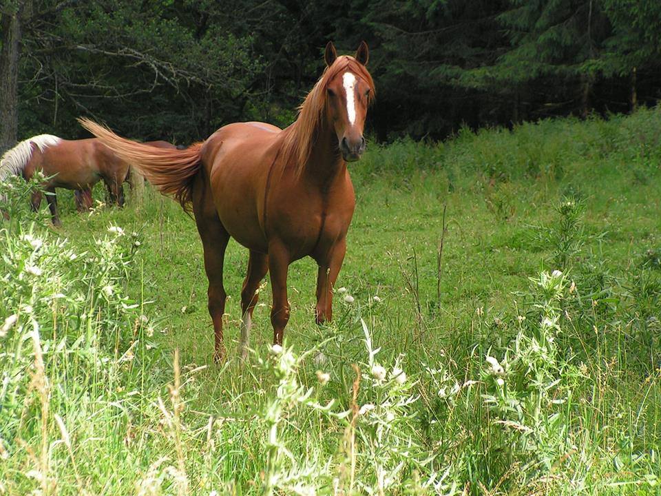 Gène Extension (Noir & Alezan) | Robe et génétique des chevaux