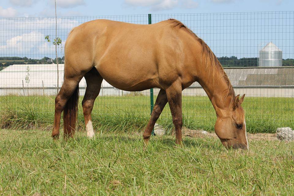 Gène Dun | Robe et génétique des chevaux