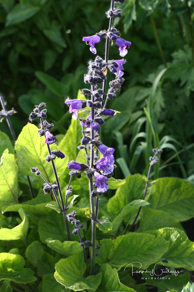 Salvia hians | Gardening in Iceland
